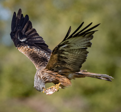The Red Kite Recovery: A Conservation Success Story - Owen Deutsch ...