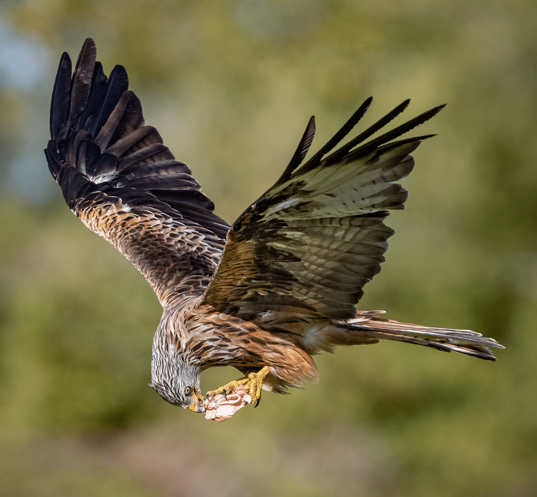 The Red Kite Recovery: A Conservation Success Story - Owen Deutsch ...