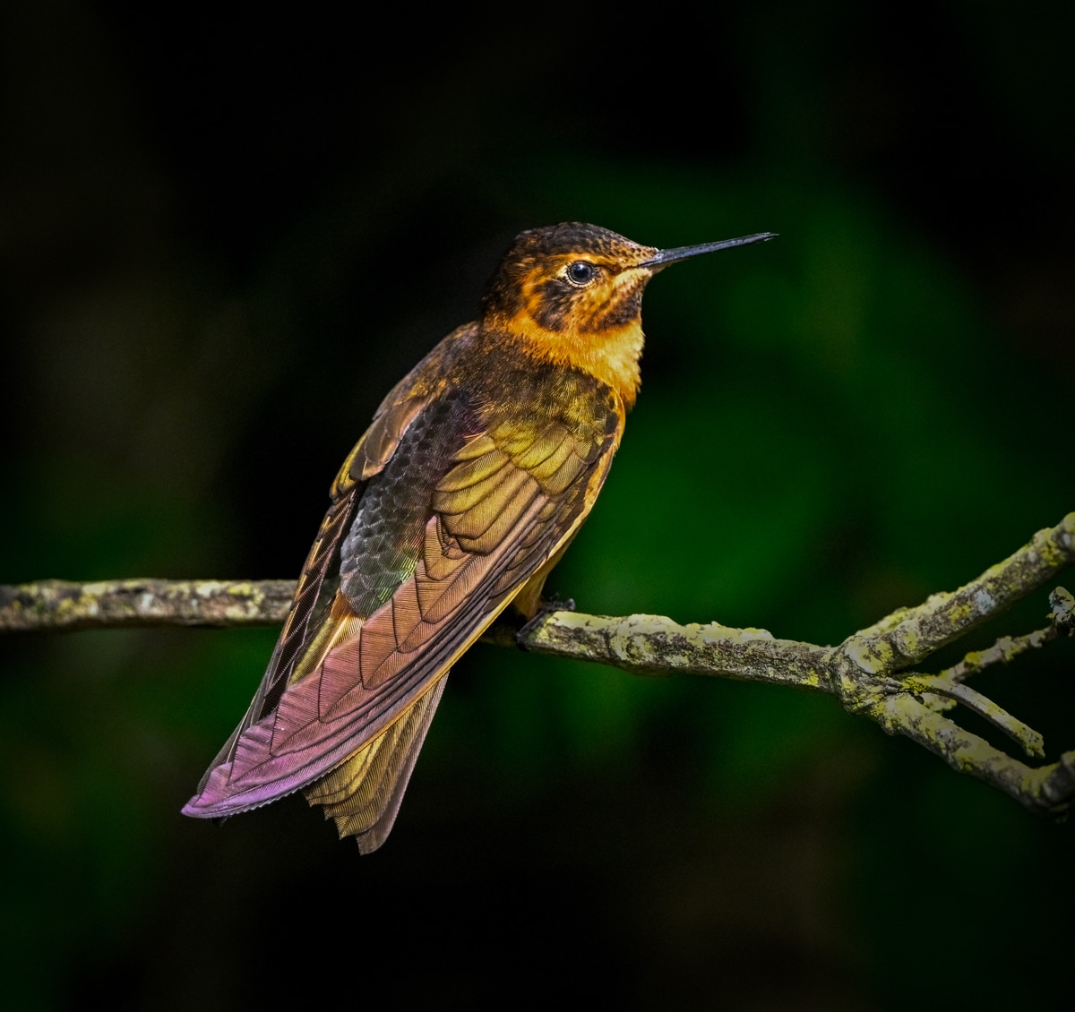 Shining Sunbeam | Ecuador | Owen Deutsch Photography
