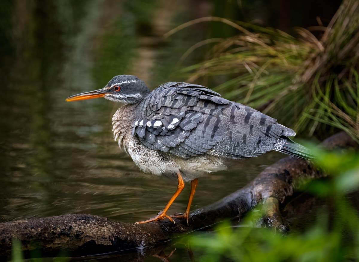Sunbittern | Ecuador | Owen Deutsch Photography