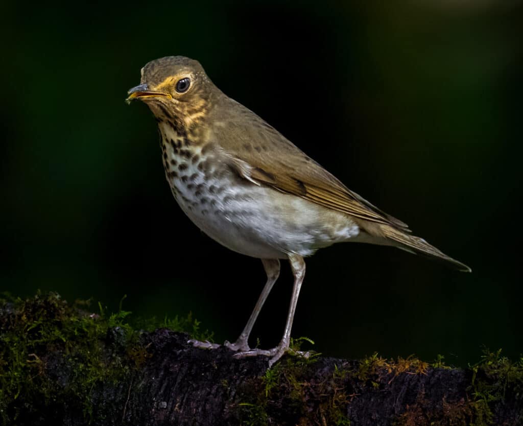 Swainson's Thrush - Owen Deutsch Photography