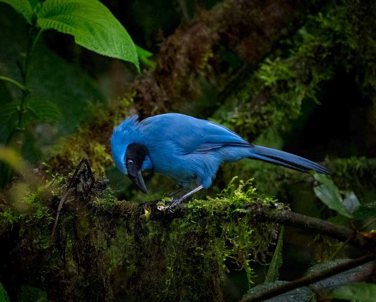 Turquoise Jay | Ecuador | Owen Deutsch Photography