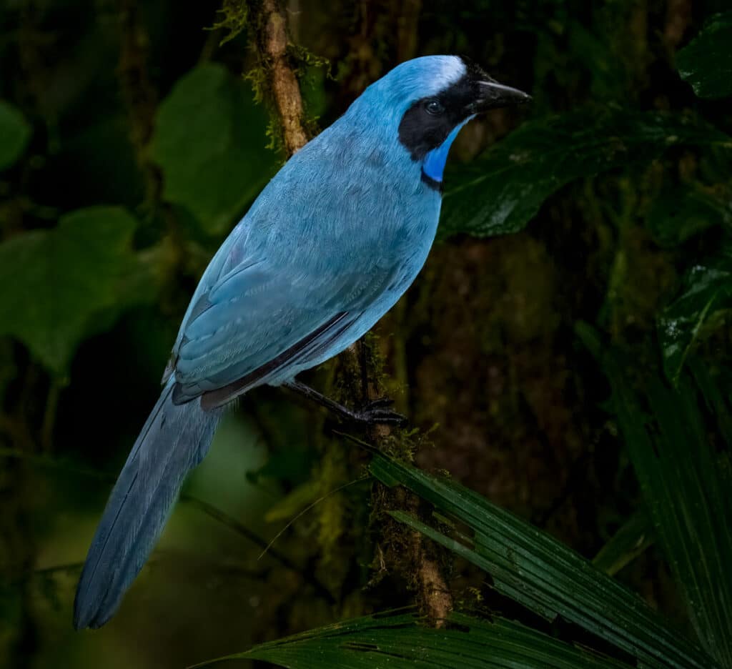 Turquoise Jay - Owen Deutsch Photography