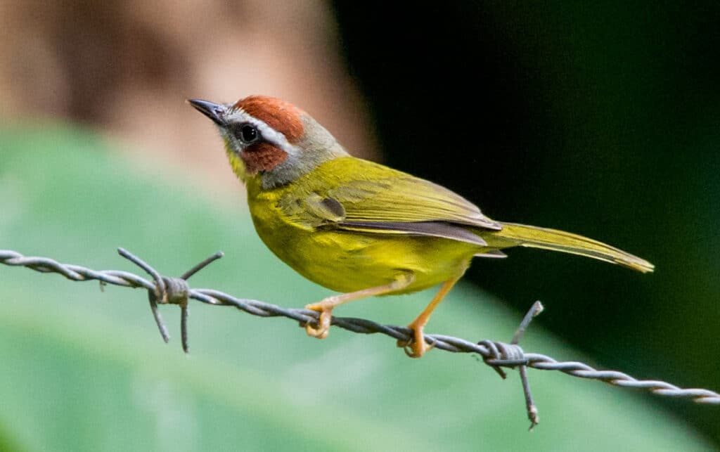 Chestnut-capped Warbler - Owen Deutsch Photography
