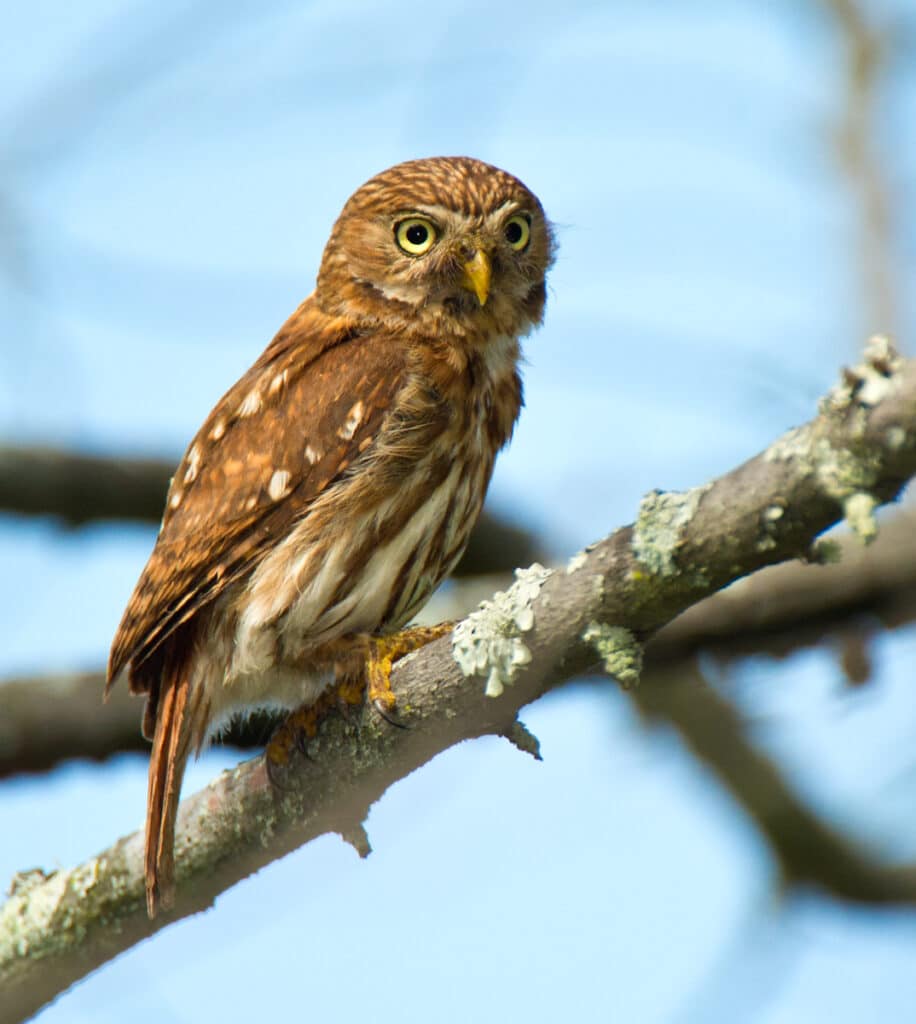 Peruvian Pygmy Owl - Owen Deutsch Photography
