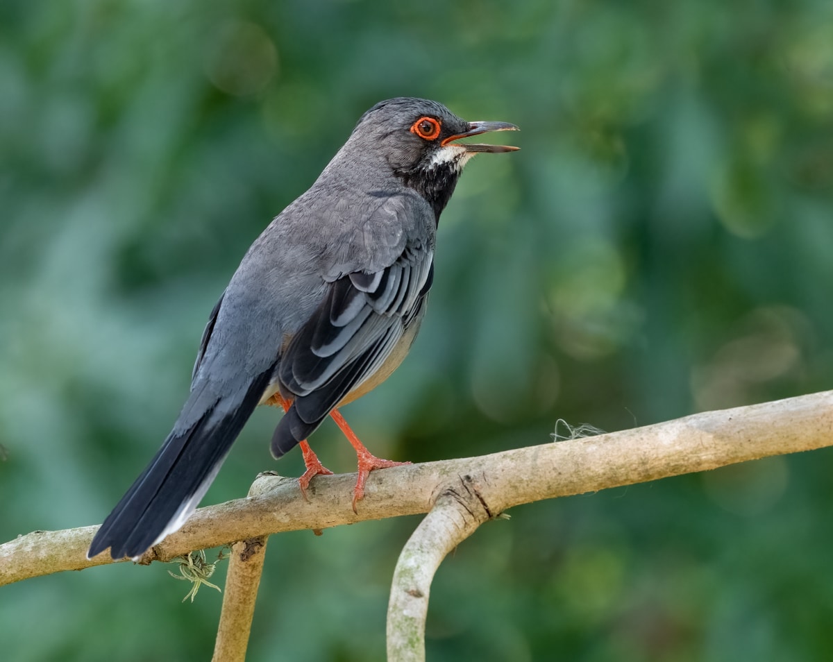 Red-legged Thrush - Owen Deutsch Photography