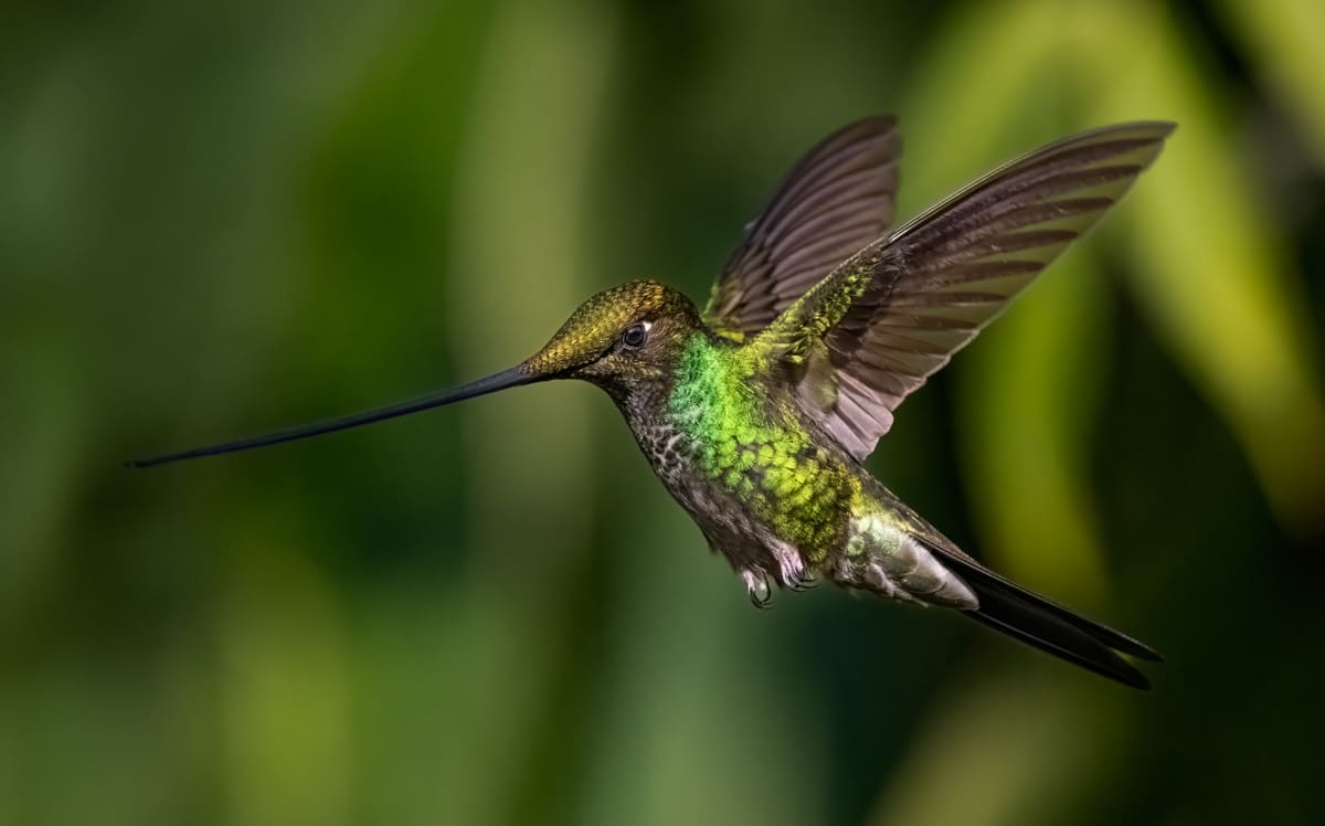Sword-billed Hummingbird - Owen Deutsch Photography