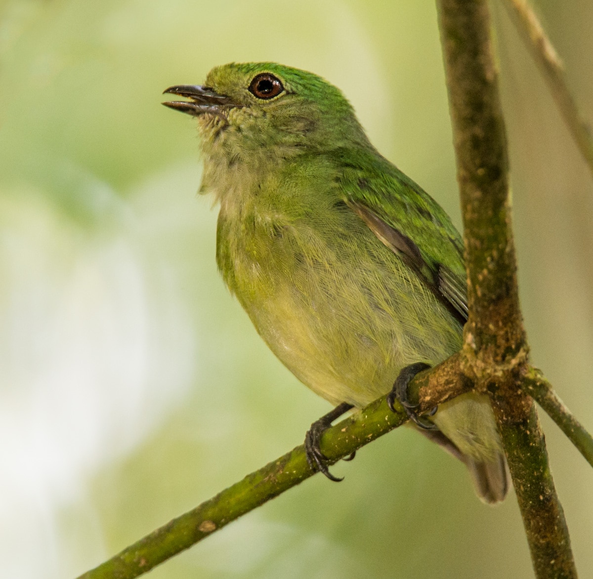Velvety Manakin - Owen Deutsch Photography