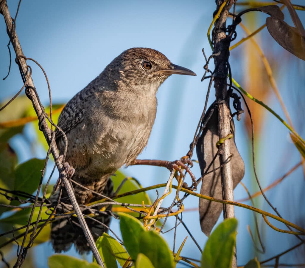 Zapata Wren - Owen Deutsch Photography