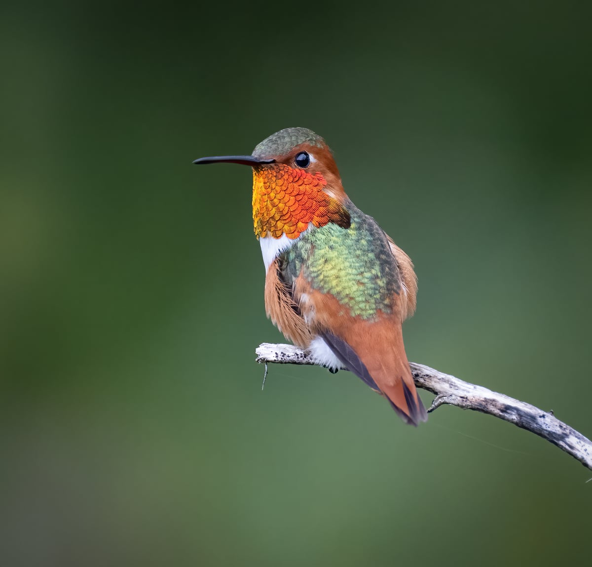 Allen s Hummingbird Owen Deutsch Photography Allen s Hummingbird Owen Deutsch Photography