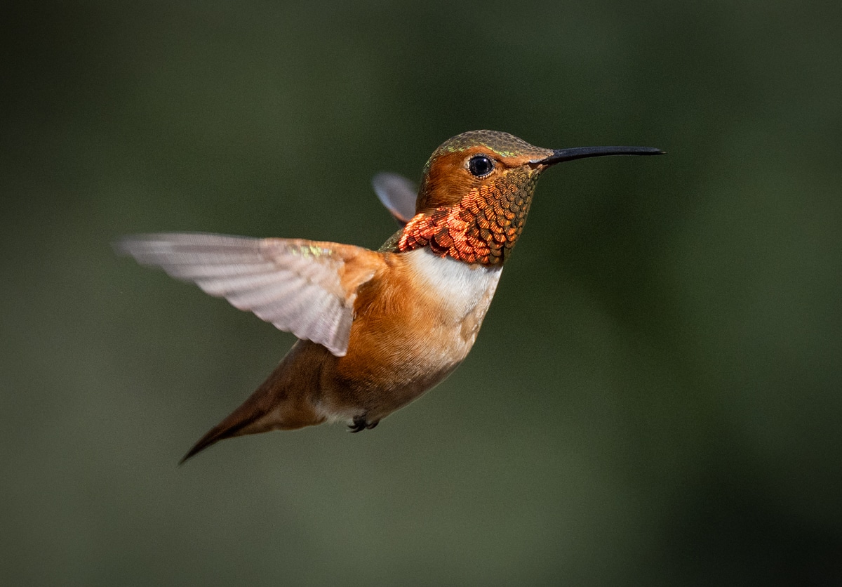 Allen s Hummingbird Owen Deutsch Photography Allen s Hummingbird Owen Deutsch Photography
