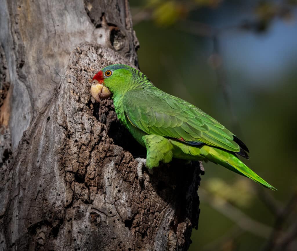 Red-crowned Parrot - Owen Deutsch Photography