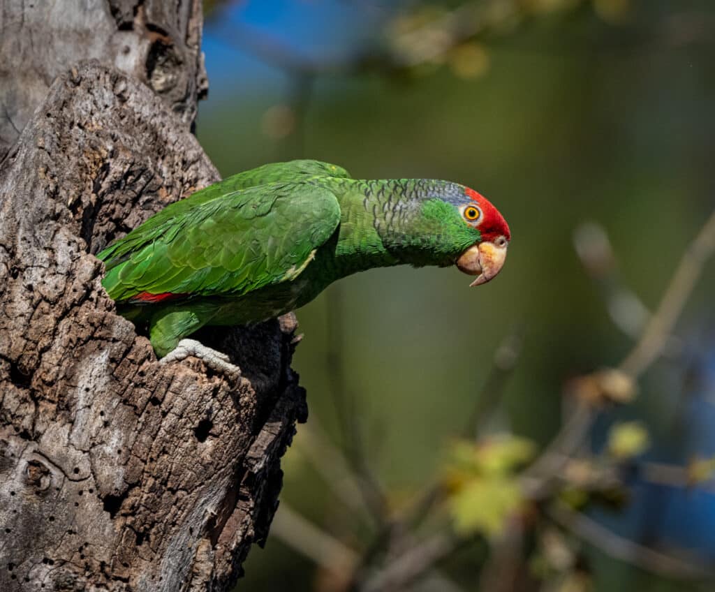Red-crowned Parrot - Owen Deutsch Photography