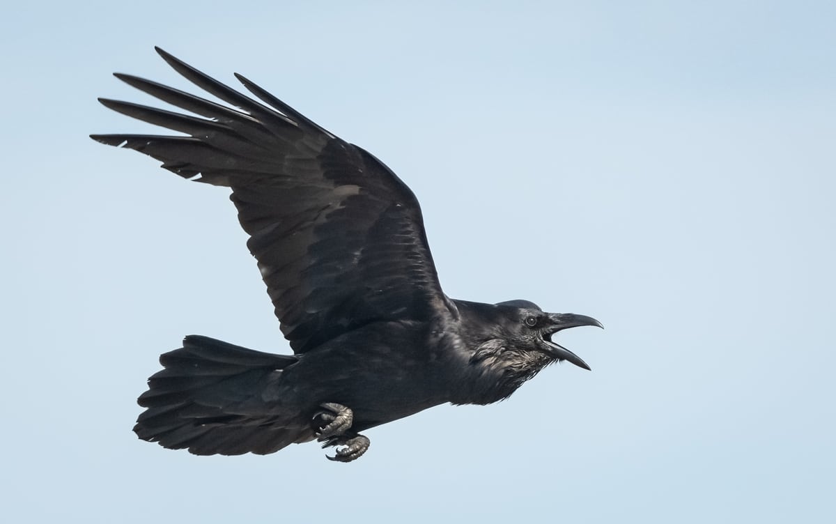 Bird Smarts - Owen Deutsch Photography