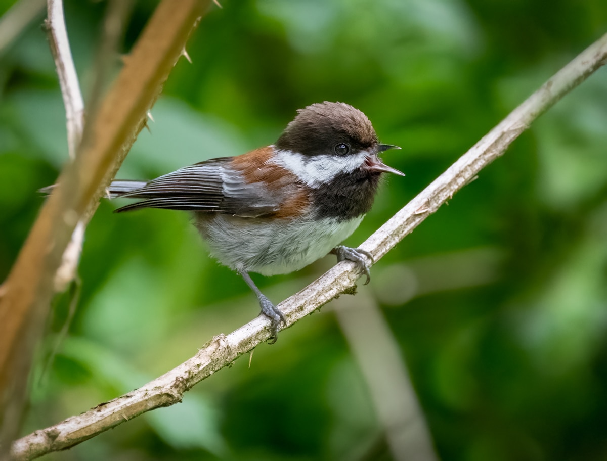 Chestnut-backed Chickadee - Owen Deutsch Photography