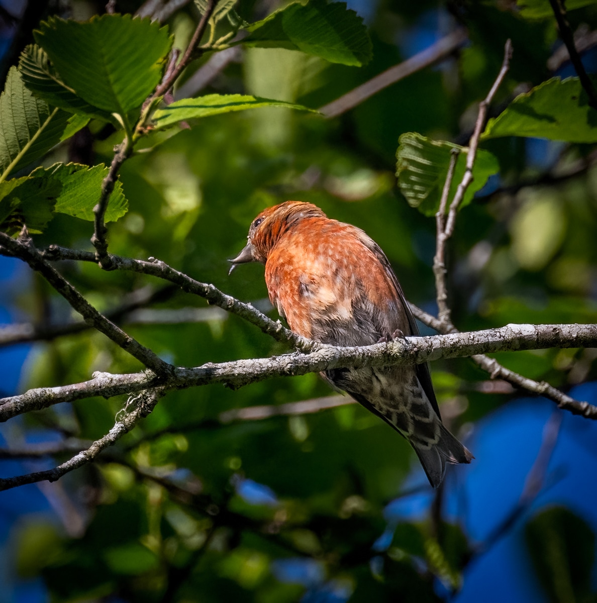 Red Crossbill - Owen Deutsch Photography