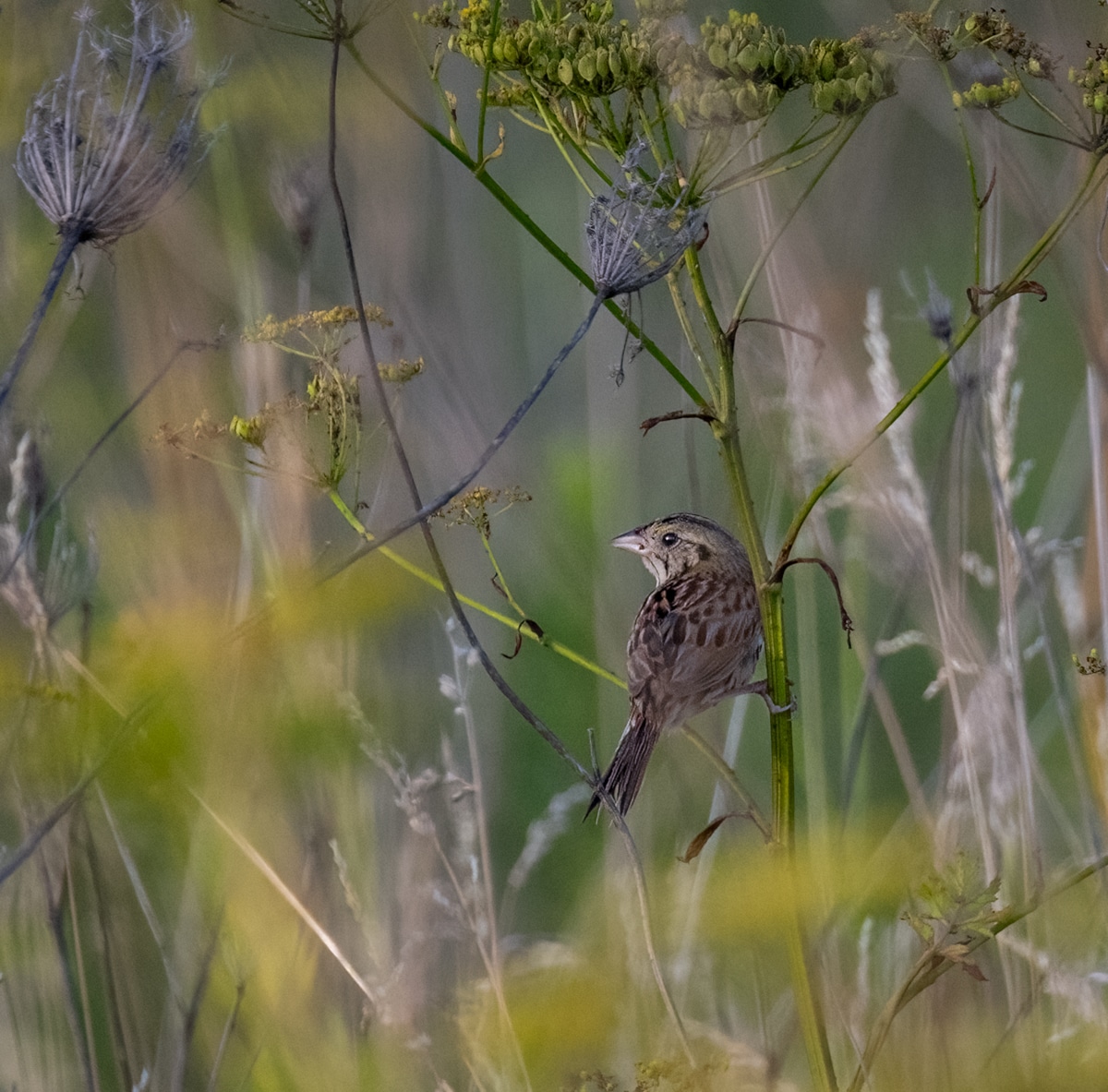 Henslow's Sparrow - Owen Deutsch Photography