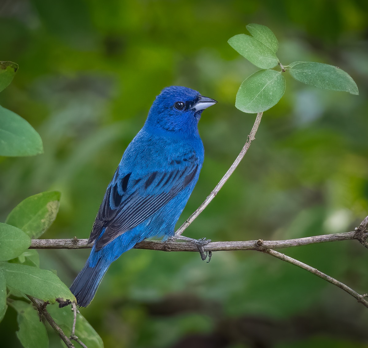 Indigo Bunting - Owen Deutsch Photography