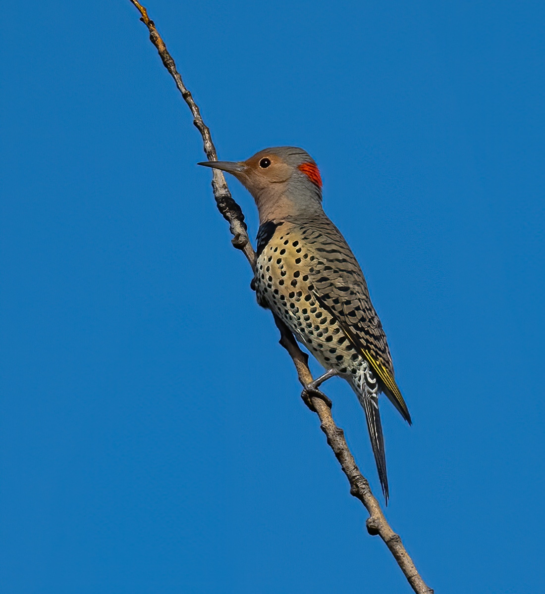 Northern Flicker Yellow-shafted - Owen Deutsch Photography