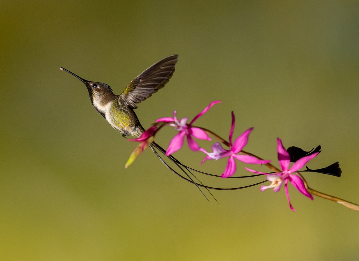 Marvelous Spatuletail | Endangered Birds | Hummingbirds