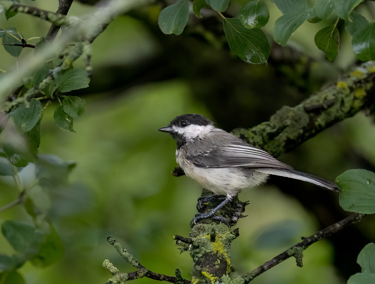 Black-capped Chickadee | Chicago Photography | Bird Call