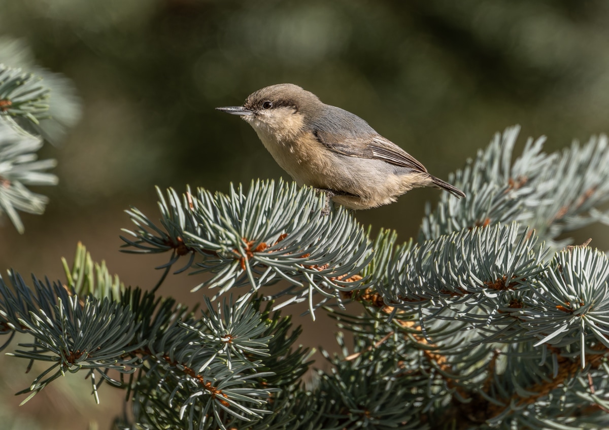 Pygmy Nuthatch - Owen Deutsch Photography