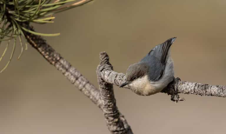 Pygmy Nuthatch - Owen Deutsch Photography