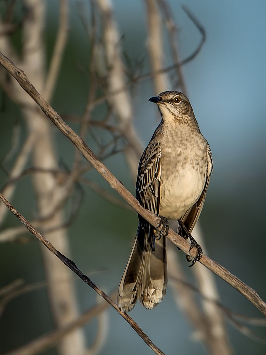 The Bahamas Birds - Owen Deutsch Photography