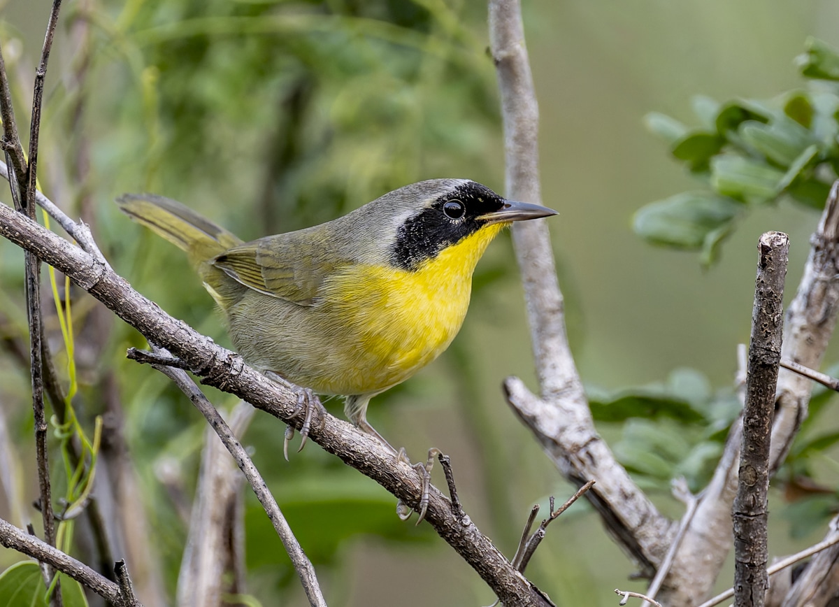 The Bahamas Birds - Owen Deutsch Photography