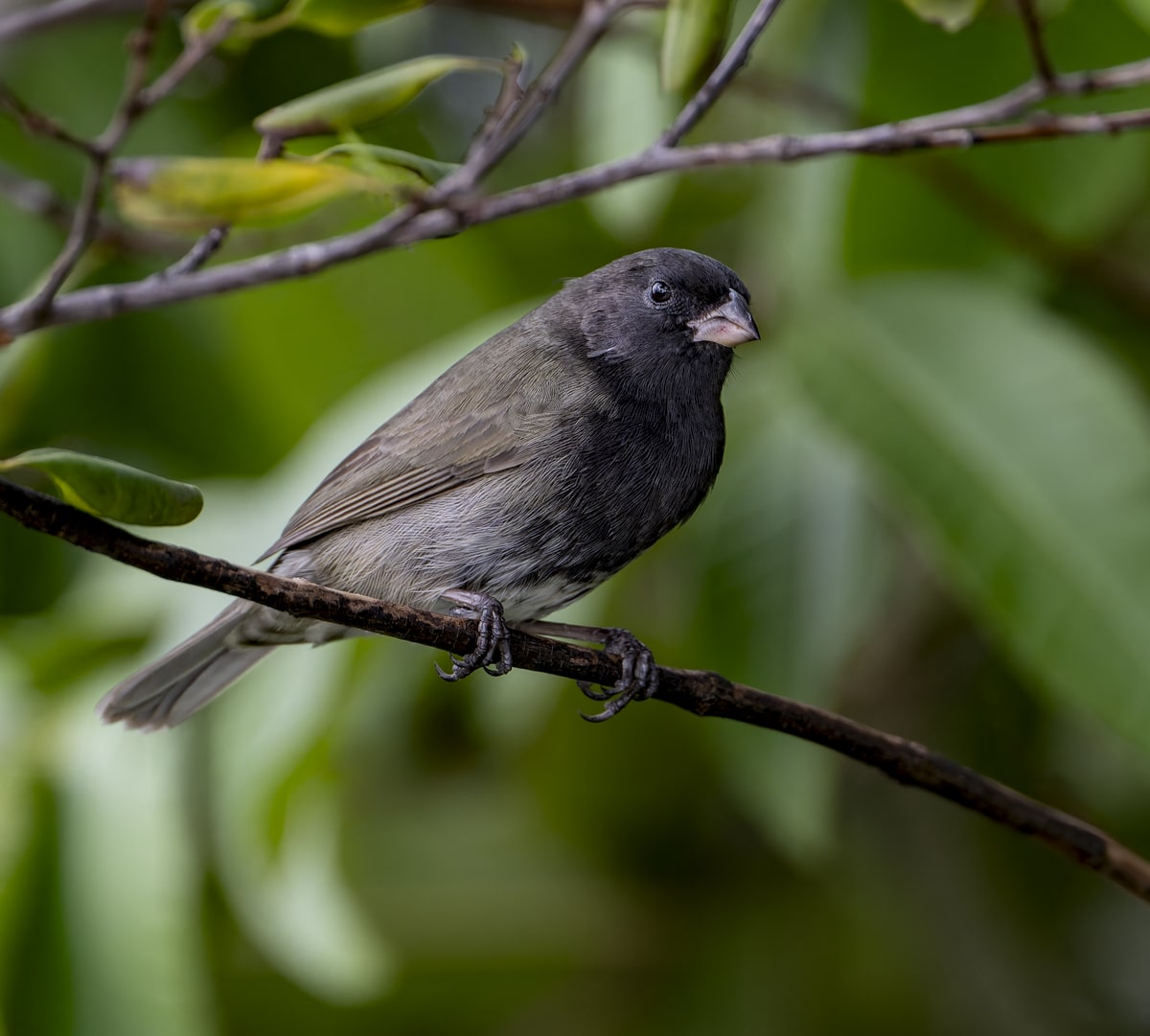 Black-faced Grassquit - Owen Deutsch Photography