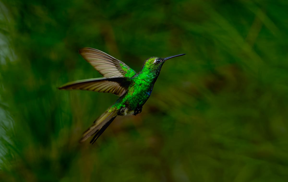 Cuban Emerald | Bird Photography | Owen Deutsch Photography