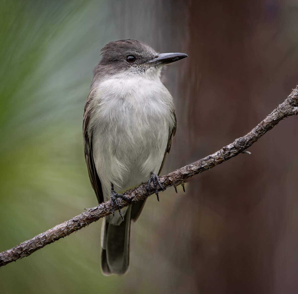 Loggerhead Kingbird - Owen Deutsch Photography