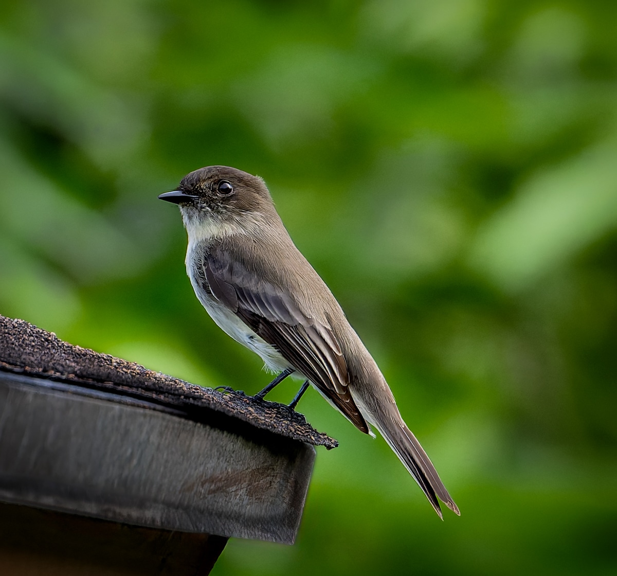 Black Phoebe | Birding | Bird Watch