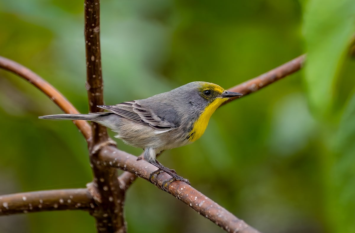 Olive-capped Warbler - Owen Deutsch Photography