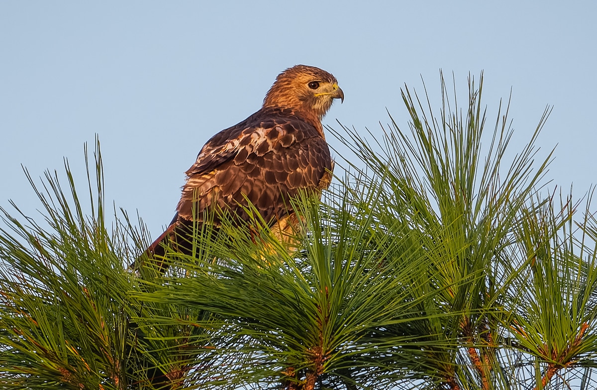 Red-tailed Hawk - Owen Deutsch Photography