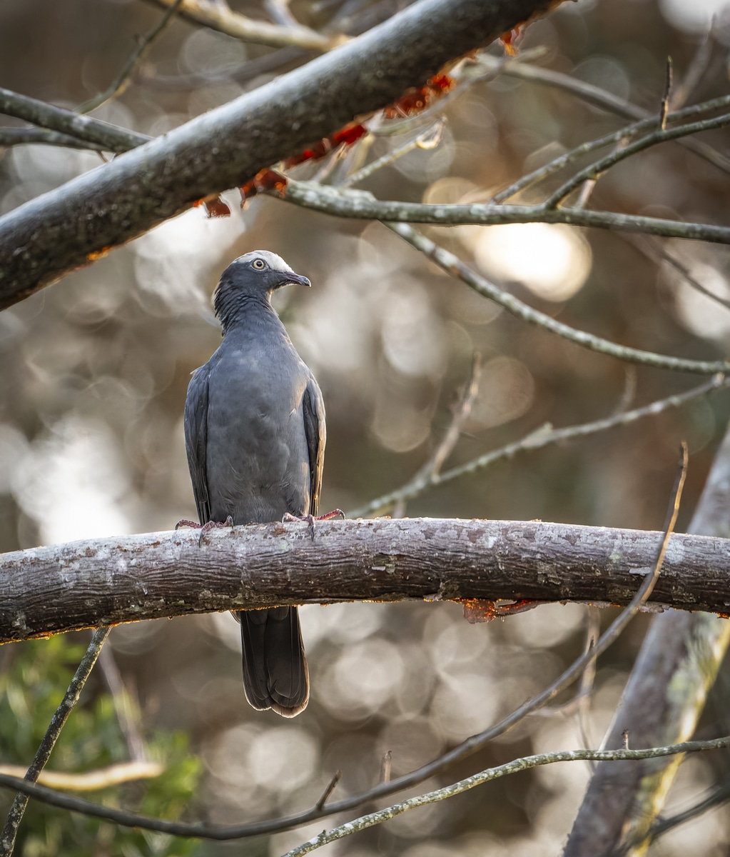 White-crowned Pigeon - Owen Deutsch Photography