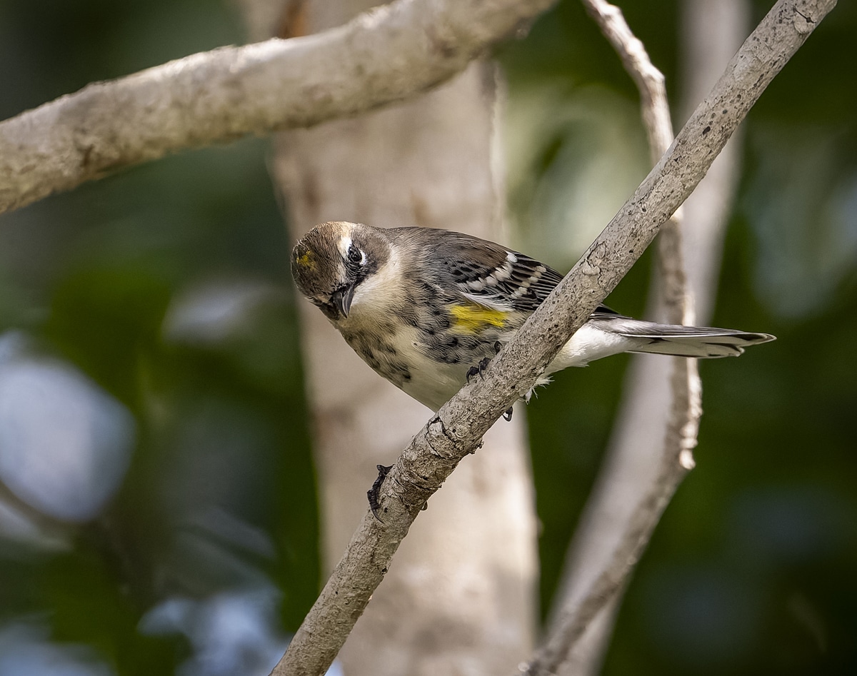 Yellow-rumped Warbler (Myrtle) - Owen Deutsch Photography