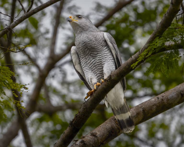 Grey Hawk - Owen Deutsch Photography