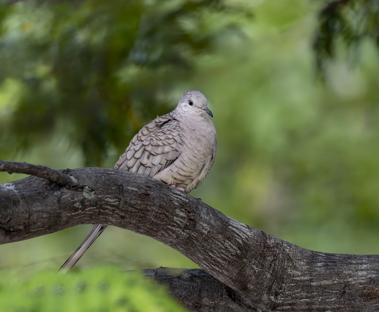 Inca Dove - Owen Deutsch Photography