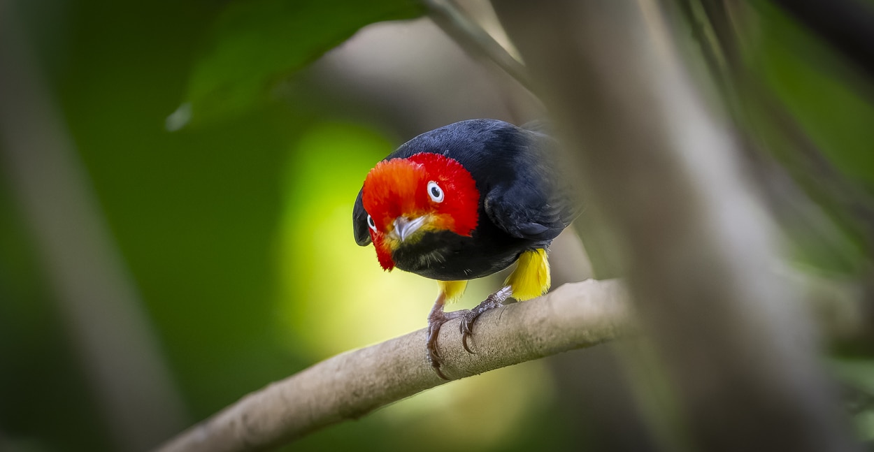 Red-capped Manakin - Owen Deutsch Photography