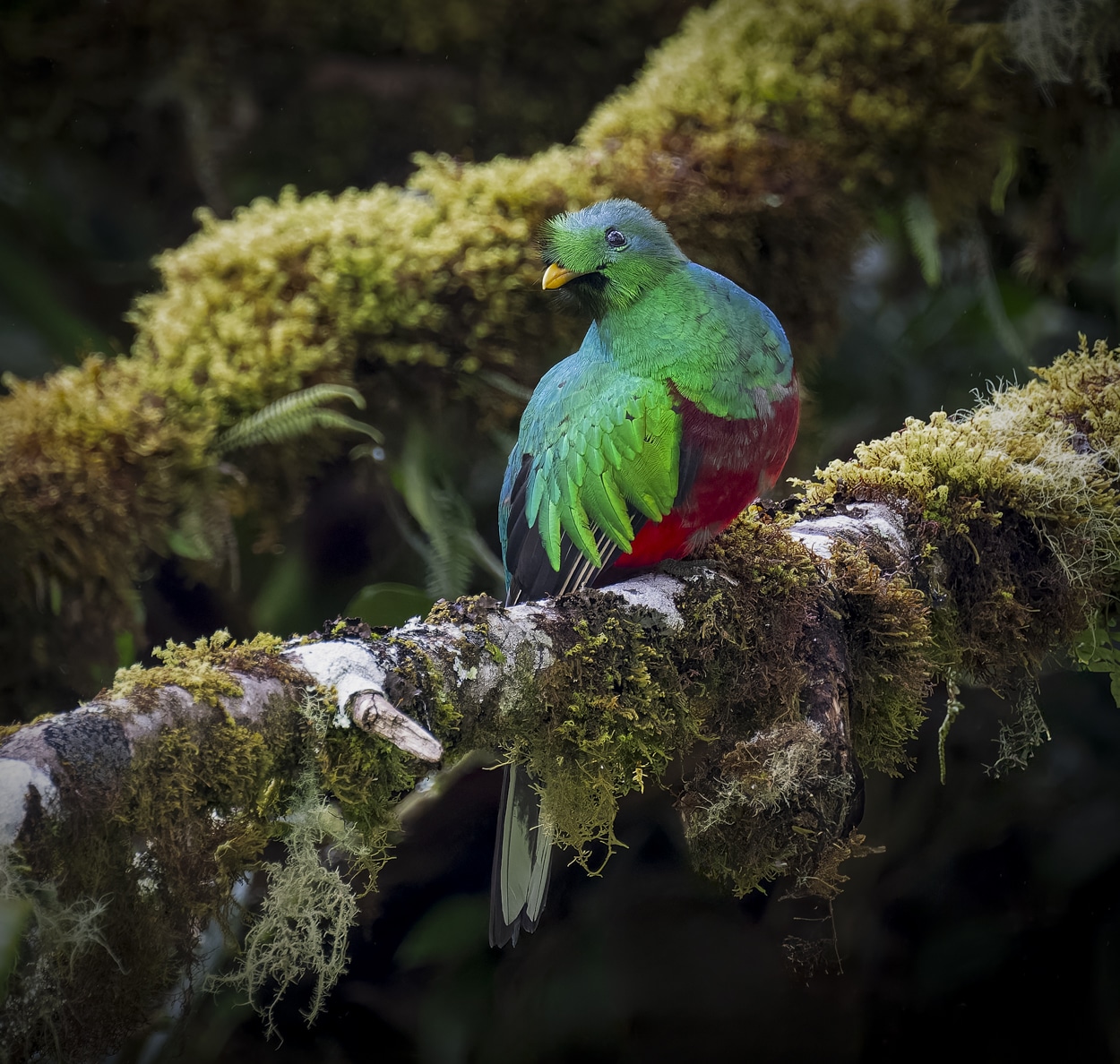Resplendent Quetzal | Colorful Birds | Bird Watching