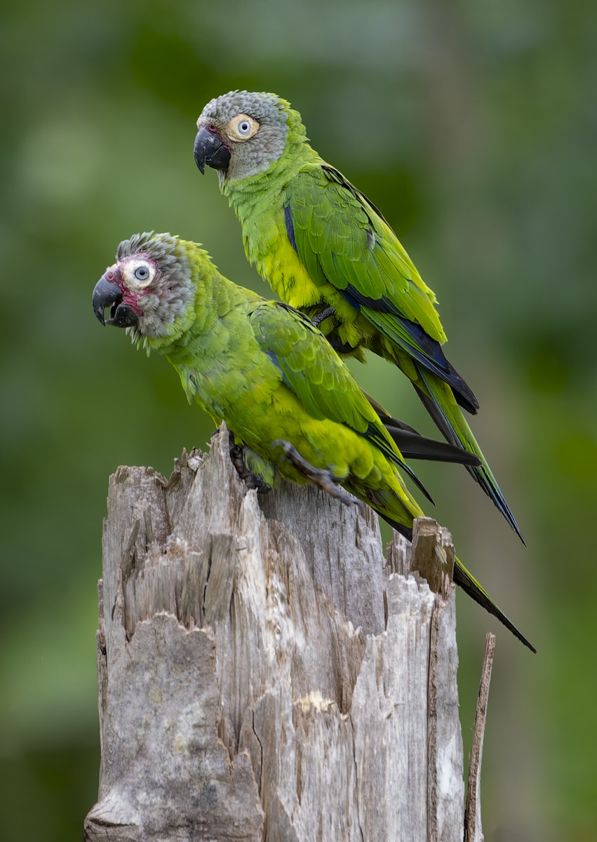 Dusky-headed Parakeet | Peru | Owen Deutsch Photography