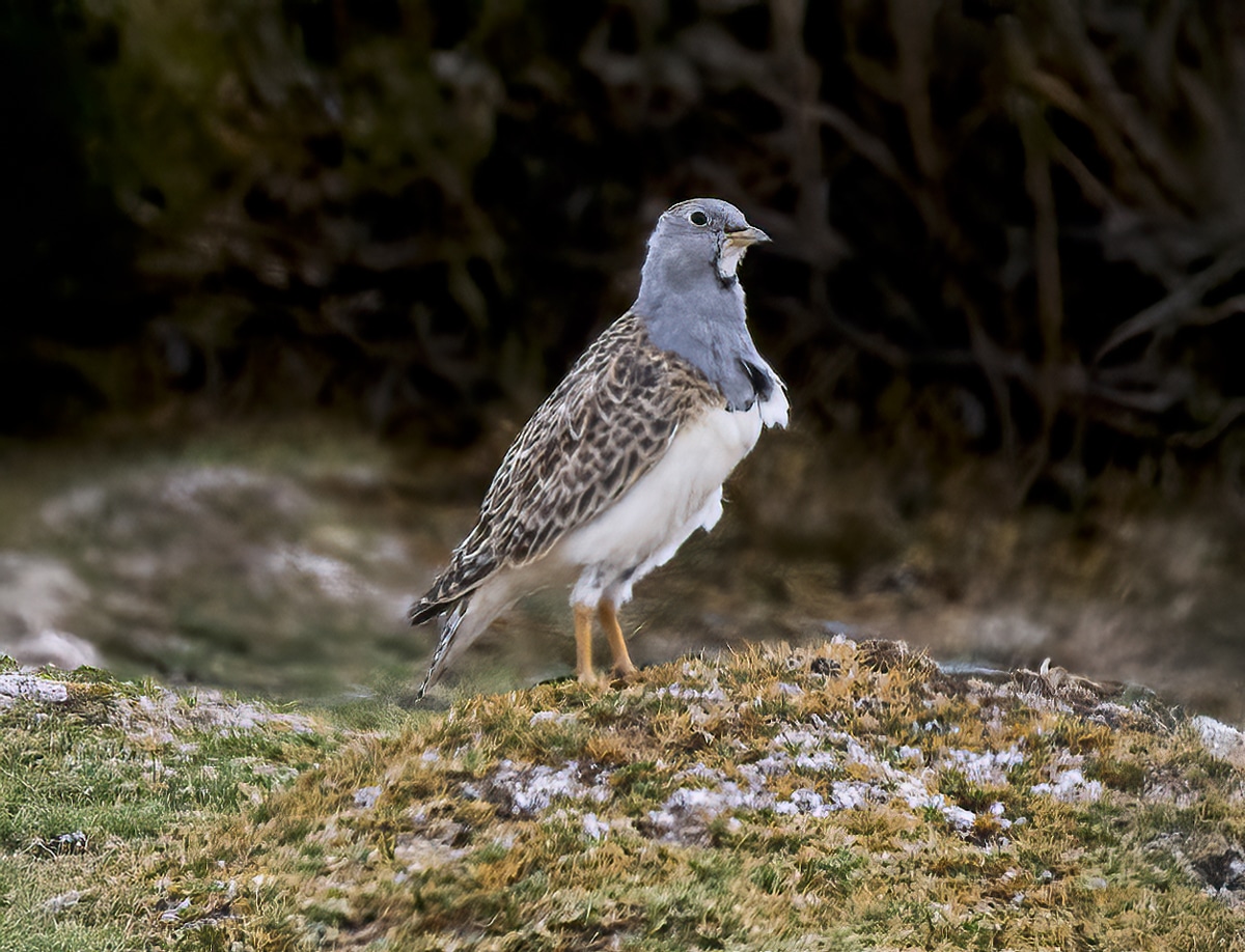 Grey-breasted Seedsnipe - Owen Deutsch Photography
