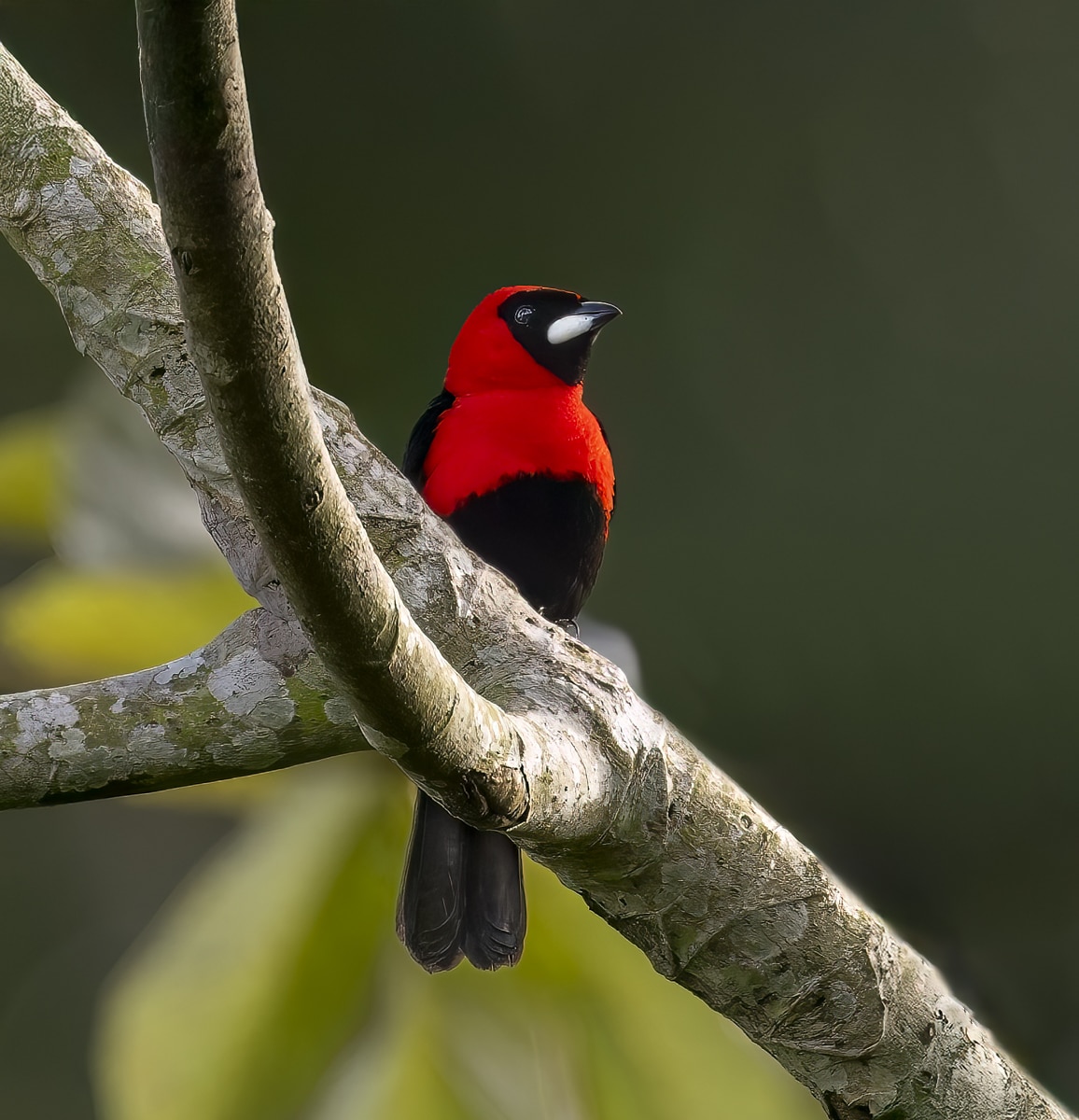 Masked Crimson Tanager | Peru | Owen Deutsch Photography