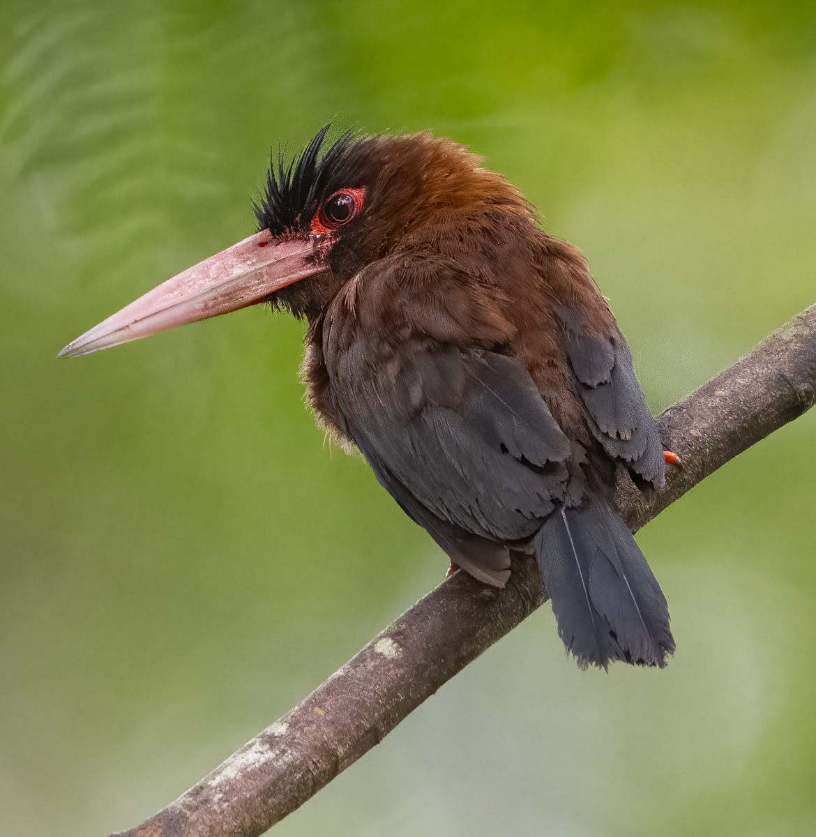 Purus Jacamar | Peru | Owen Deutsch Photography