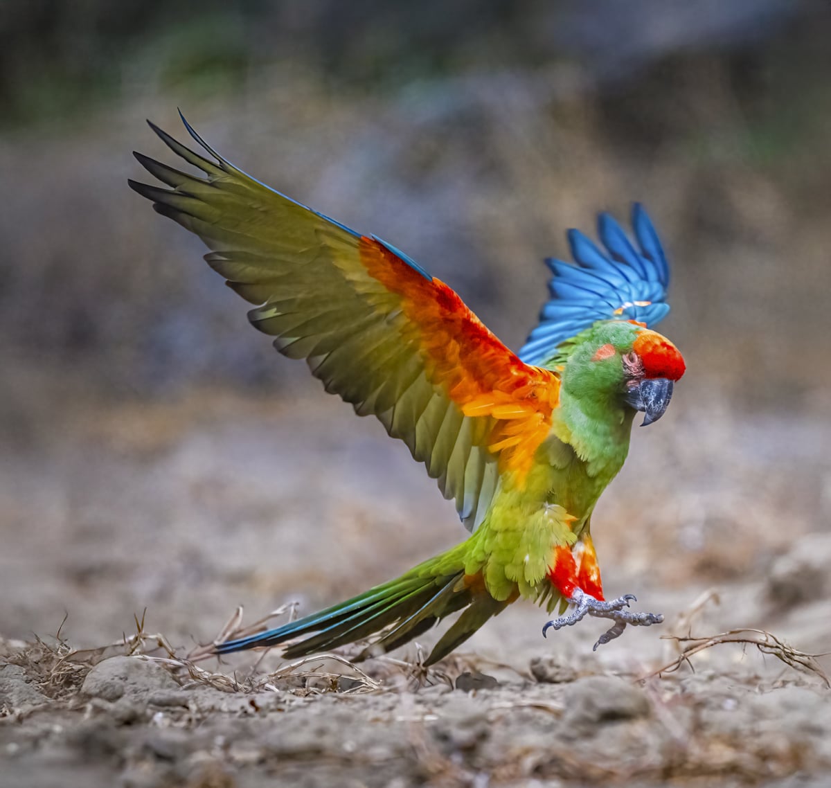 Red-Fronted Macaw | Bolivia | Owen Deutsch Photography