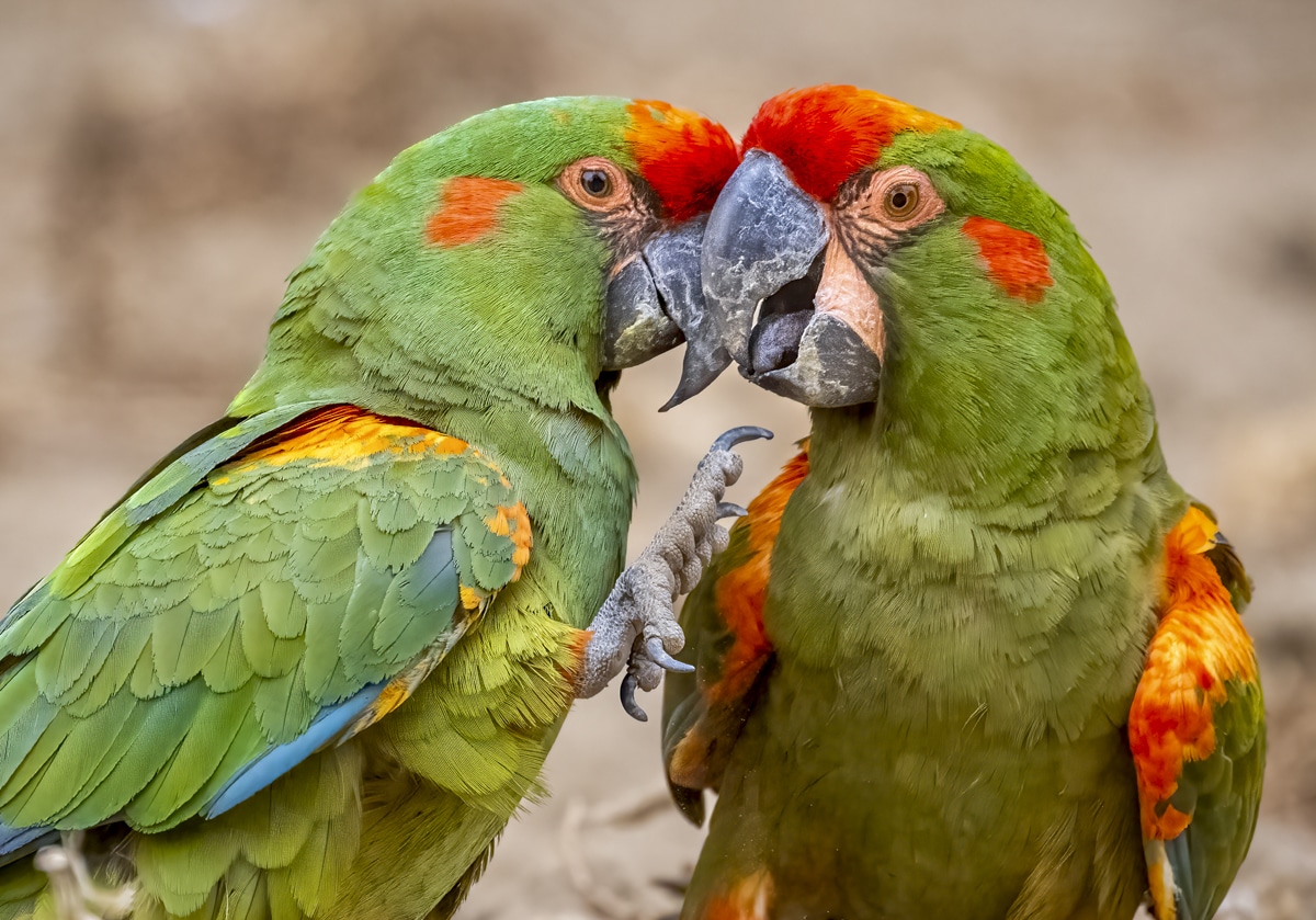 Red-Fronted Macaw | Bolivia | Owen Deutsch Photography