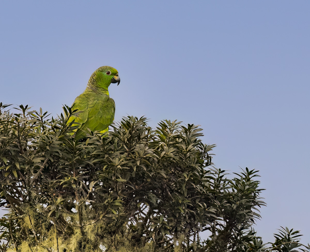 Scaly-napped Parrot | Peru | Owen Deutsch Photography