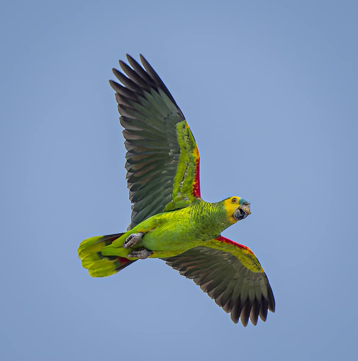 Turquoise-fronted Parrot | Bolivia | Owen Deutsch Photography