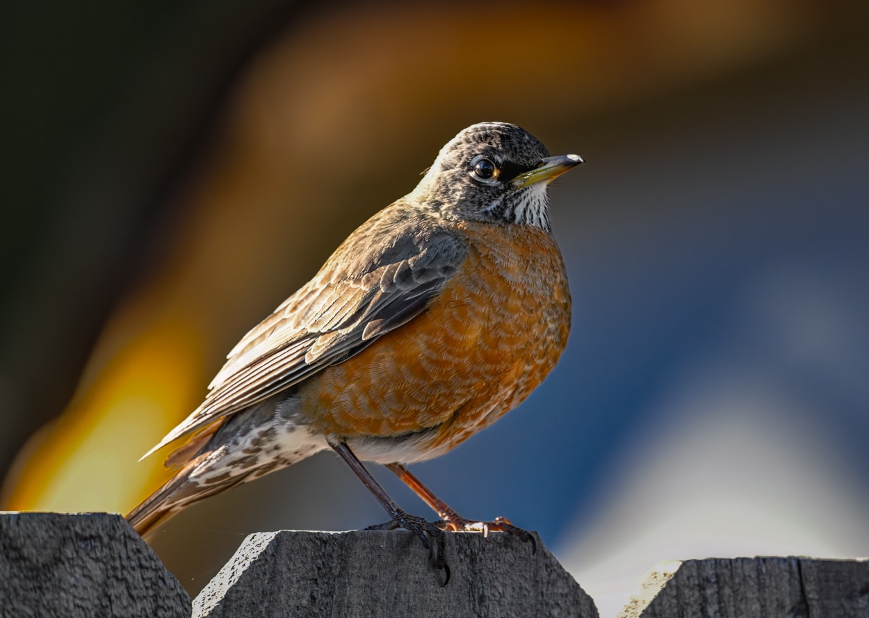 American Robin | Best Wildlife Photography | Bird